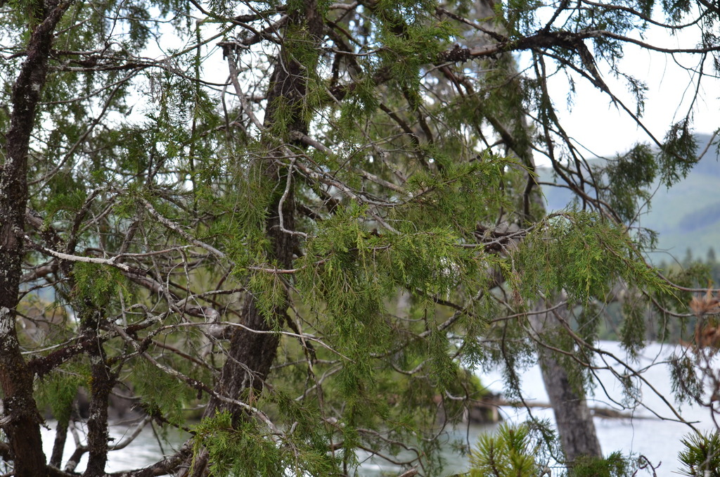 Seaside Juniper from Cowichan Valley, BC, Canada on June 11, 2022 at 04 ...