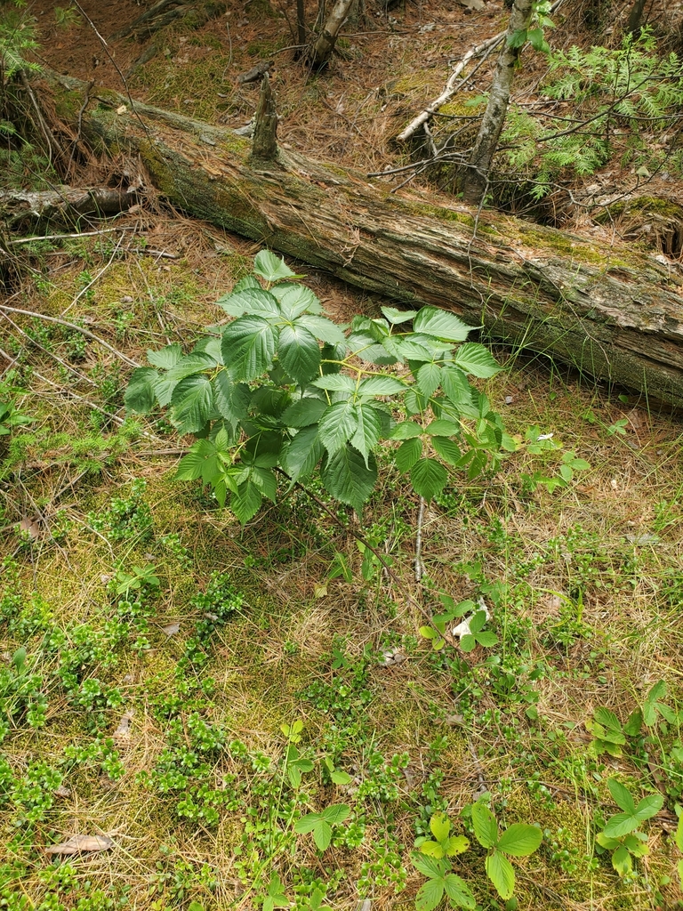 Lake Superior Blackberry (Rubus of Minnesota) · iNaturalist