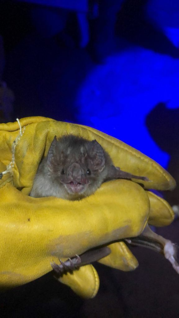 Desmodus rotundus (E.Geoffroy, 1810)