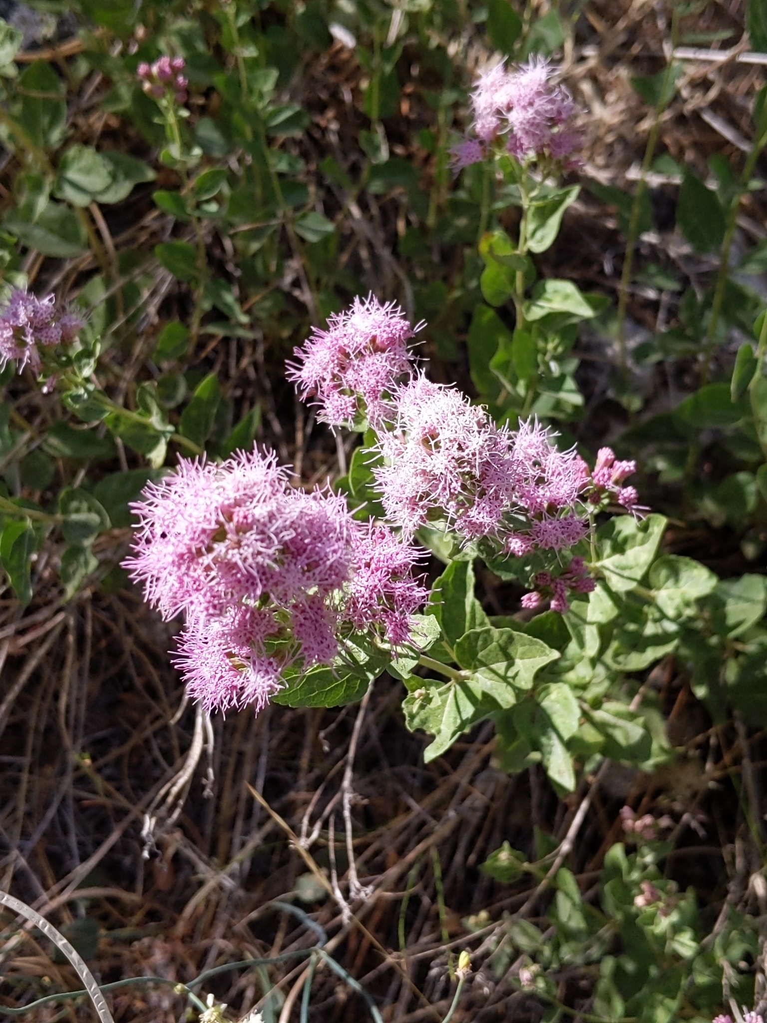 Ageratina occidentalis (Hook.) R.King & H.Rob.
