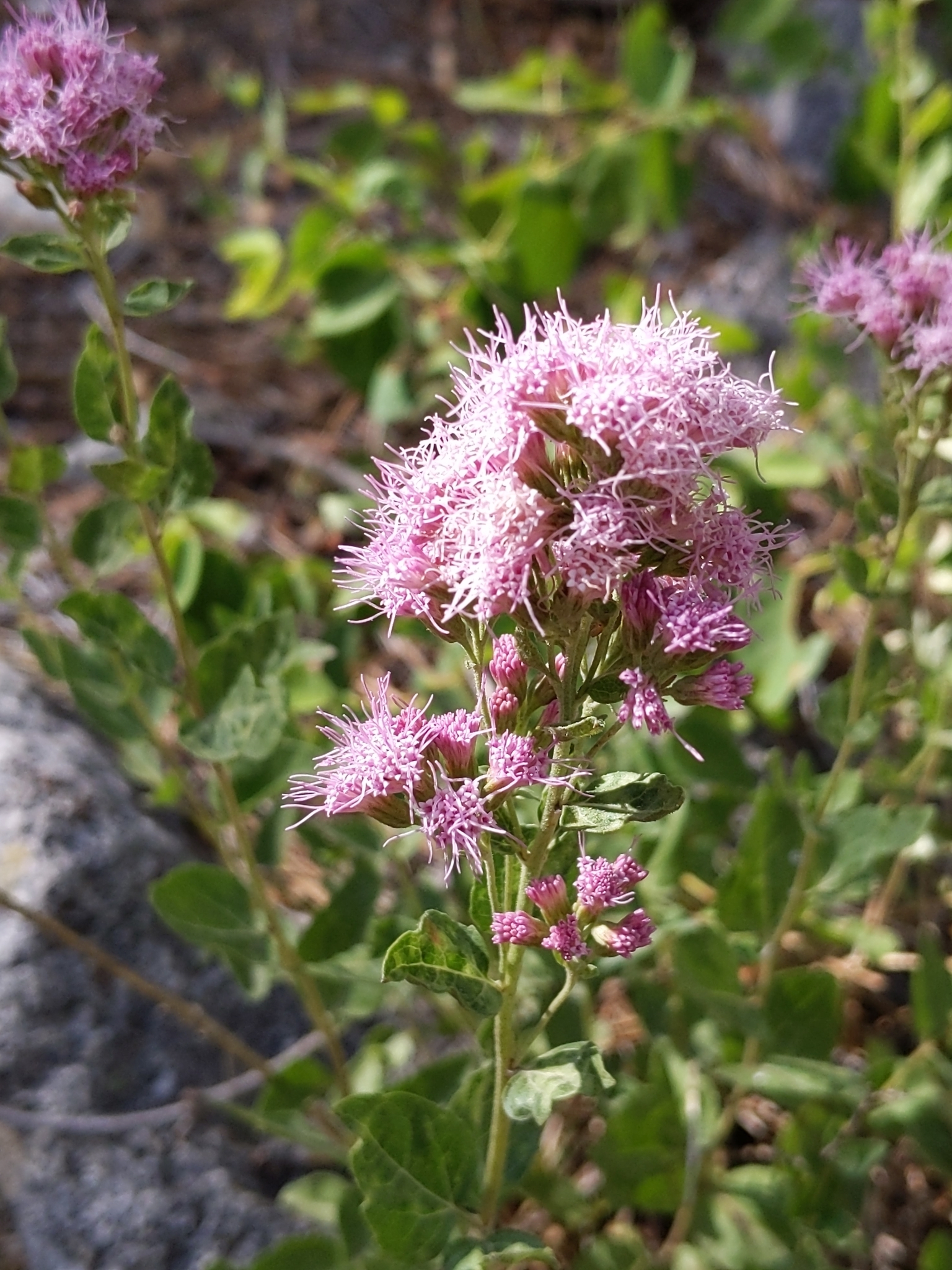 Ageratina occidentalis (Hook.) R.King & H.Rob.