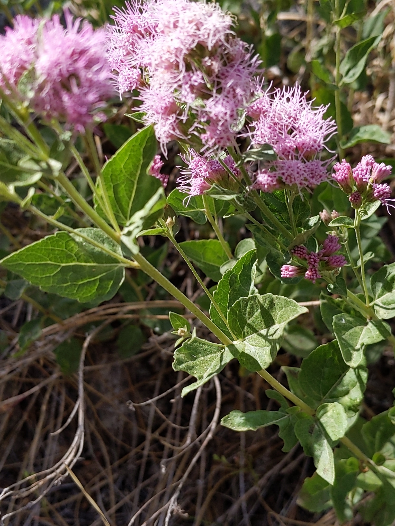 Ageratina occidentalis (Hook.) R.King & H.Rob.