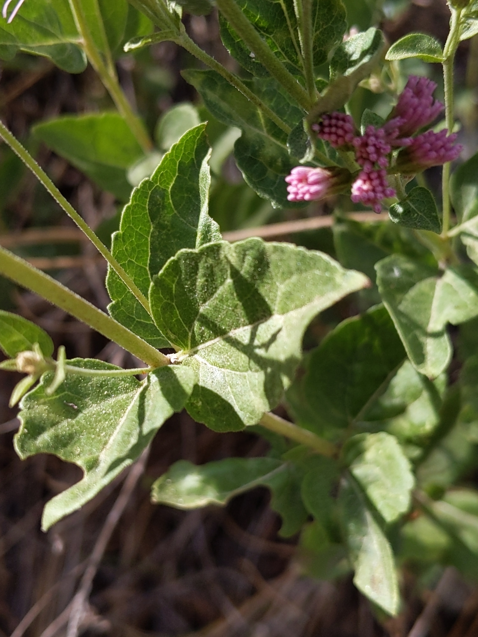 Ageratina occidentalis (Hook.) R.King & H.Rob.