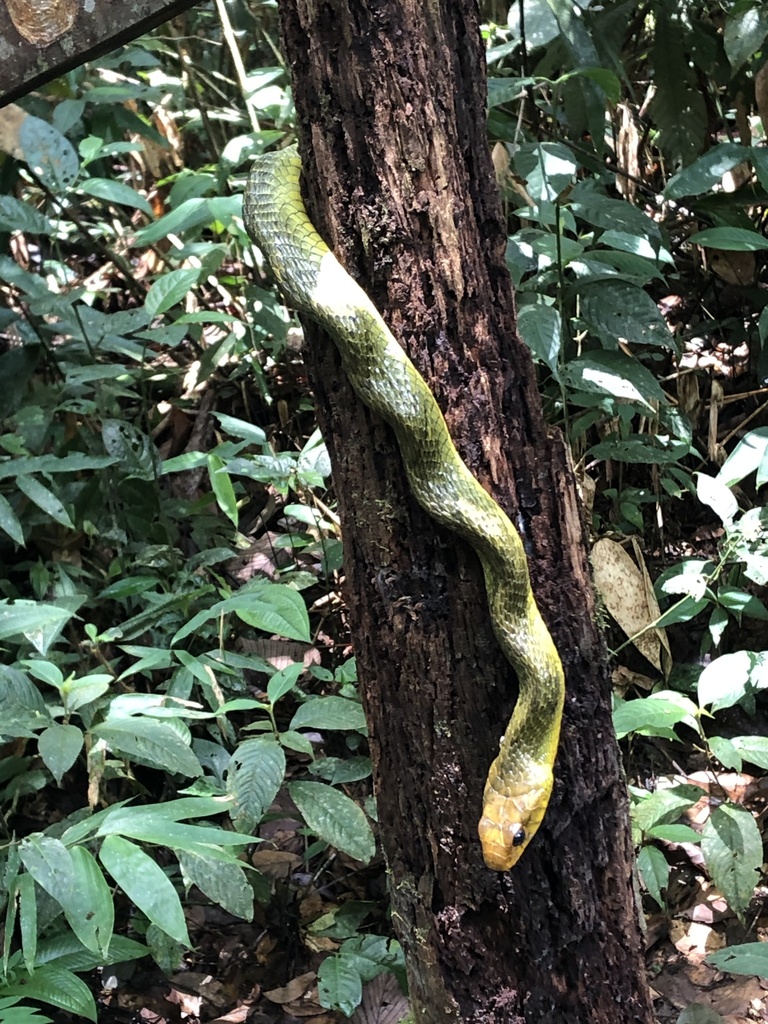 Amazon Puffing Snake from T2, Madre de Dios, PE on November 30, 2019 at ...