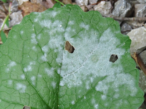 Complex Erysiphe cruciferarum · iNaturalist