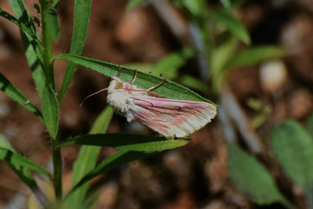 Primrose Moth from Hastings County, ON, Canada on July 19, 2022 at 01: ...