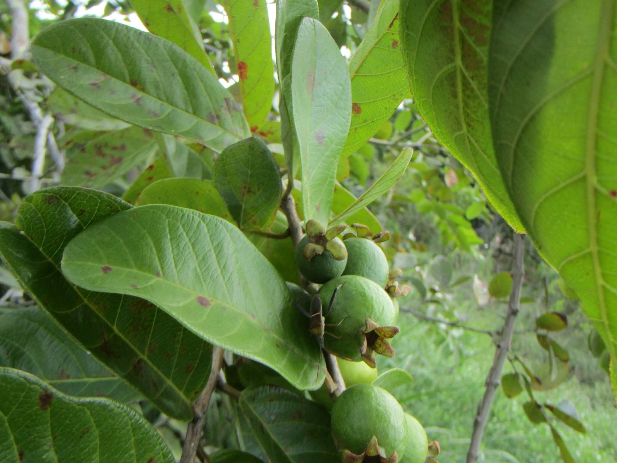 Psidium guineense Sw.