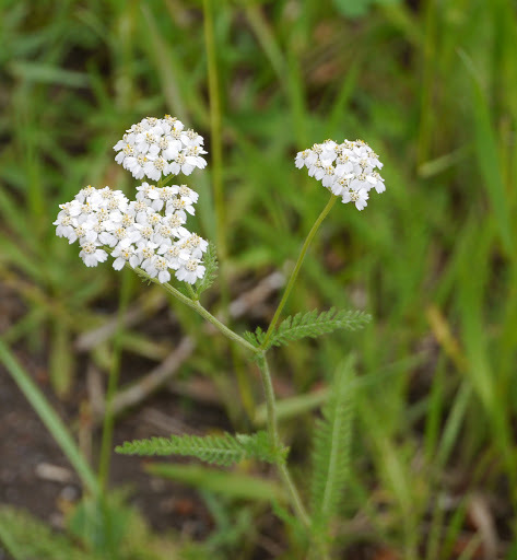 common yarrow from Cottonwood drive, South Fork, CO on July 19, 2015 by ...