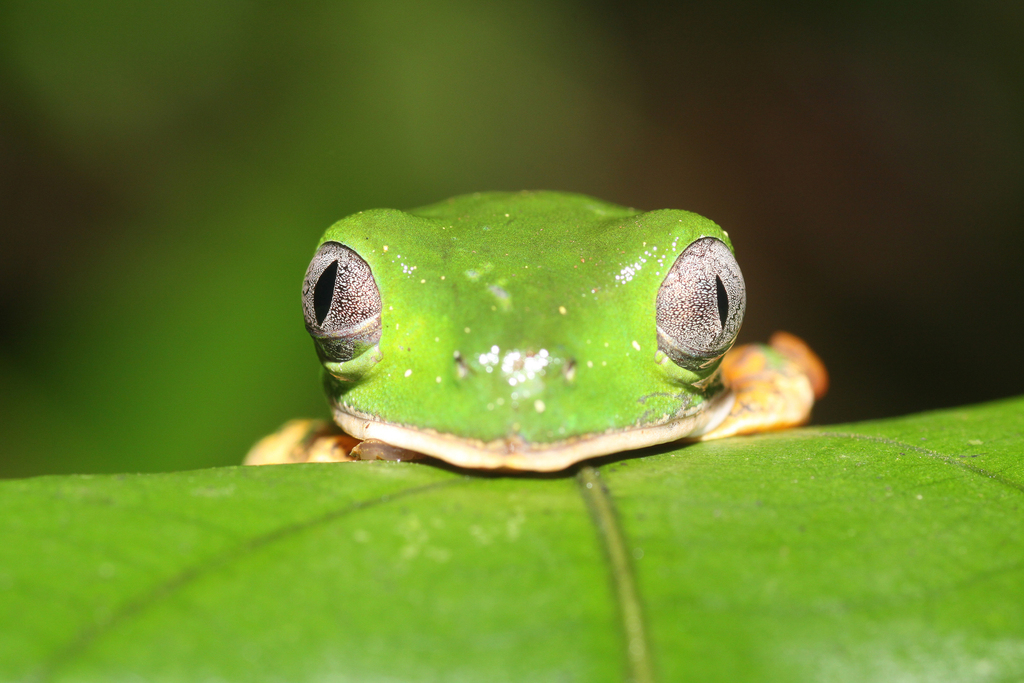 Barred Monkey Frog from Regina, Französisch-Guyana on February 8, 2012 ...