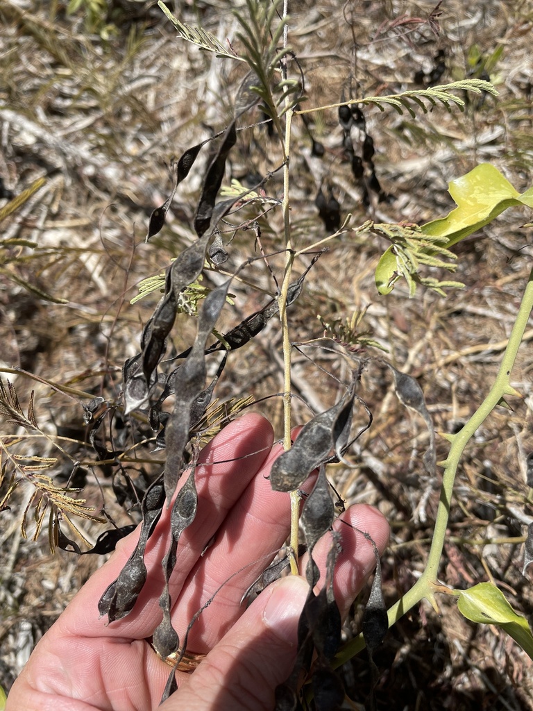prairie acacia from Richards, TX, US on July 20, 2022 at 02:09 PM by ...