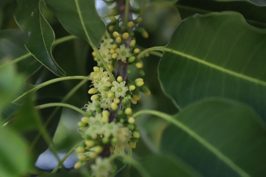 False Mastic from Jardín Botánico Regional Roger Orellana CICY on July ...