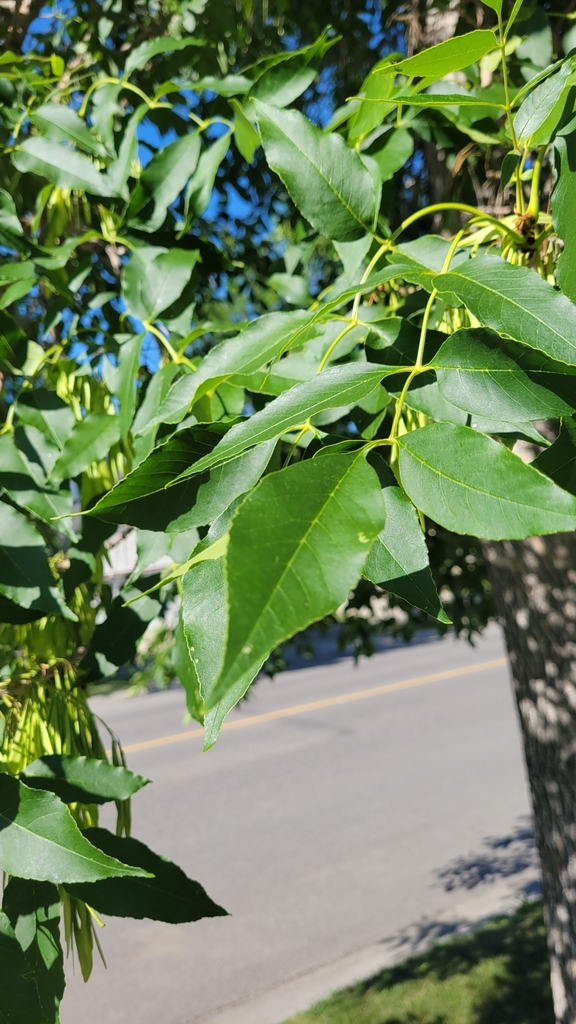 green ash from Calgary, AB T2Y 2G4, Canada on July 20, 2022 at 05:15 PM by evansforsyth ...