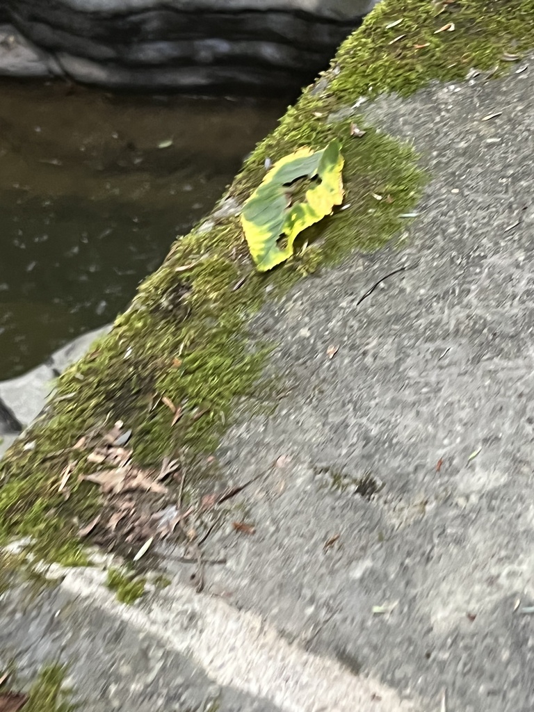 seductive entodon moss from Watkins Glen State Park, Watkins Glen, NY ...