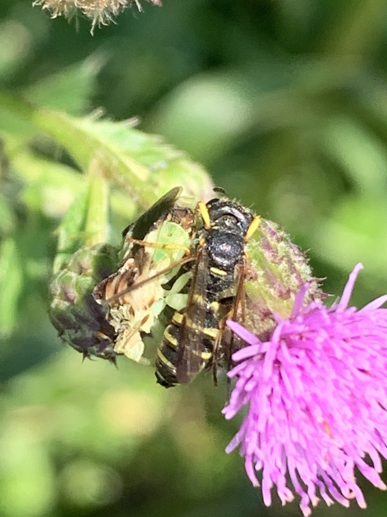 Jagged Ambush Bugs from Pamela Park, Edina, MN, US on July 20, 2022 at ...