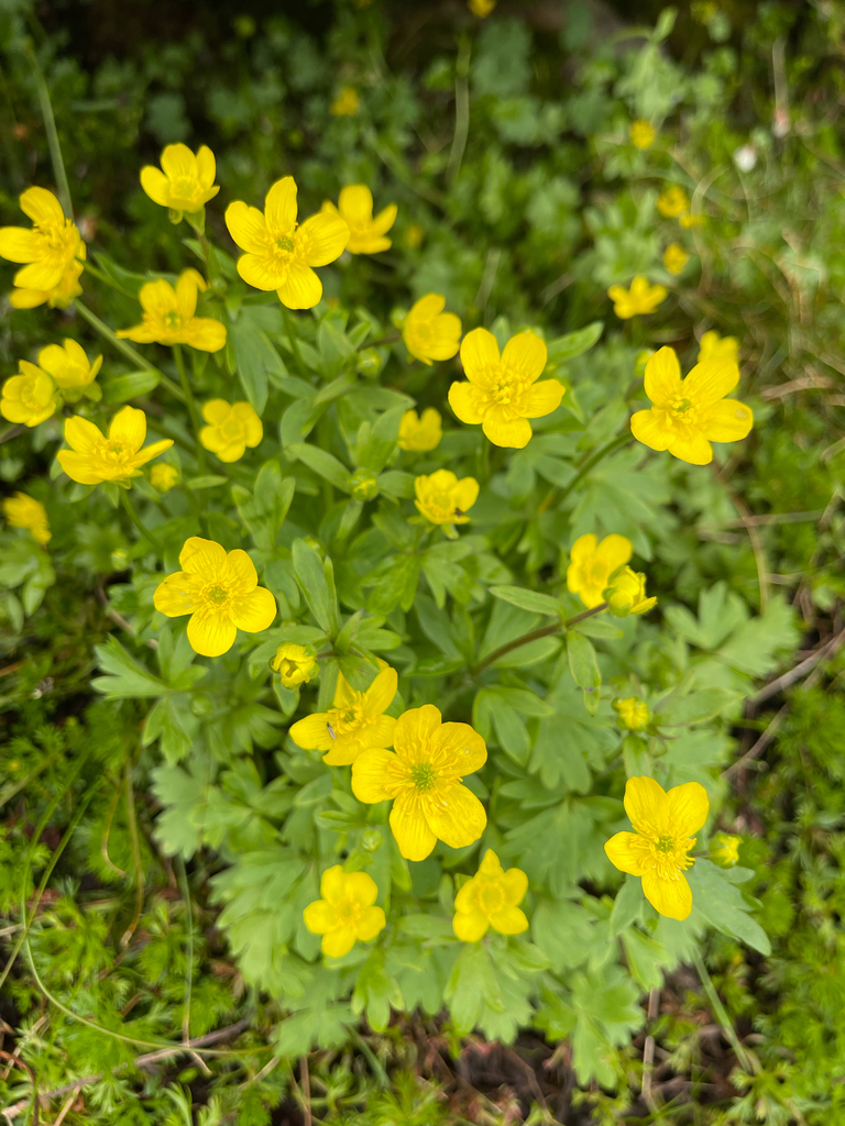 buttercups from Palmer on July 20, 2022 at 01:36 PM by mpaulson2375 ...