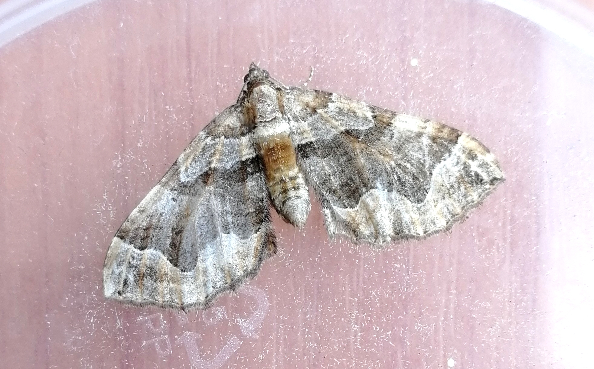 Pelurga comitata (Linnaeus, 1758)