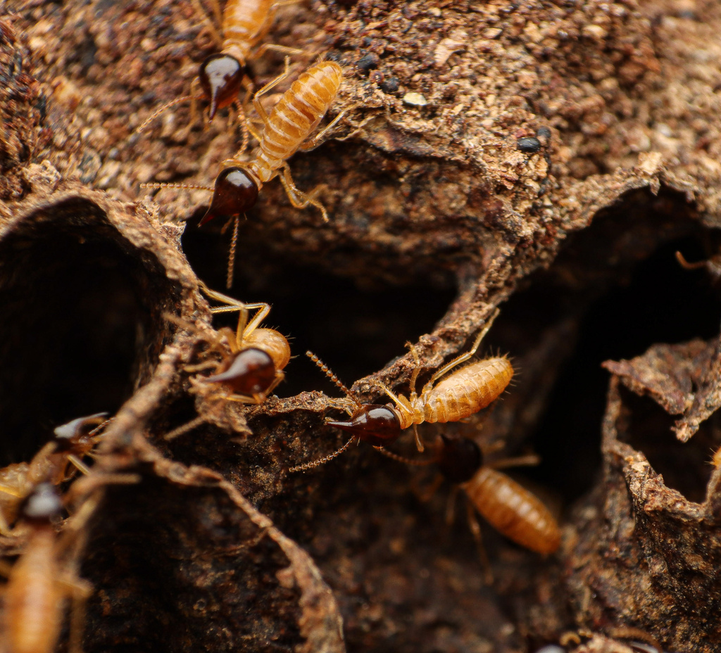 Conehead Termite (Cockroaches and Termites of the United States ...