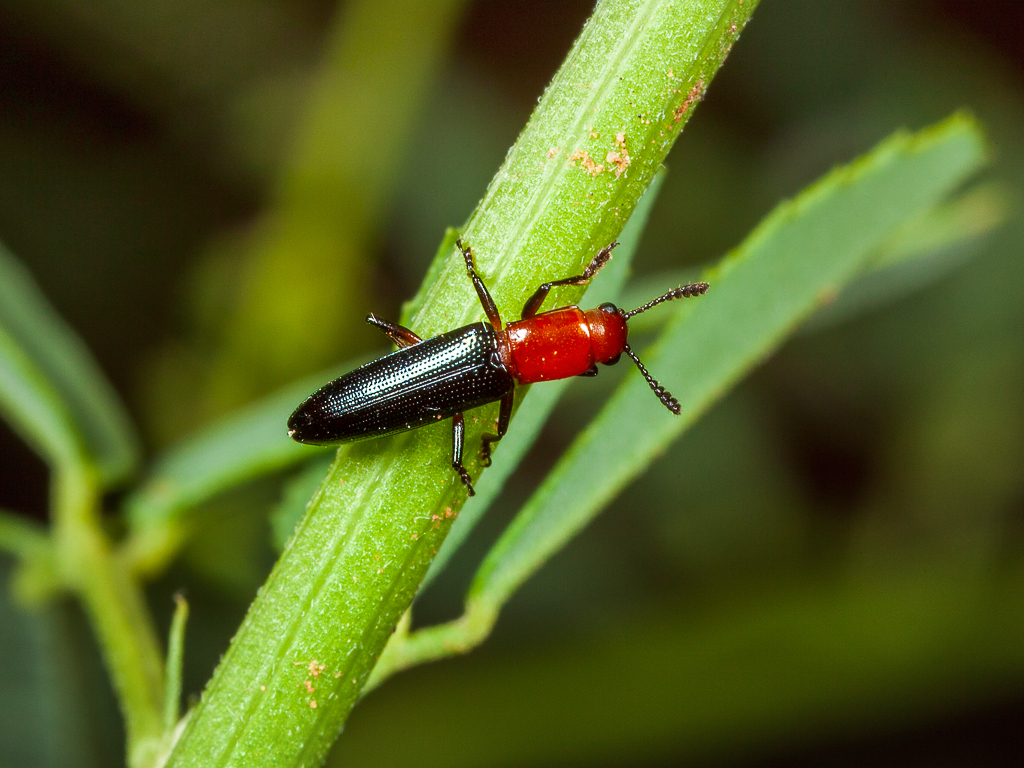 Clover Stem Borer from Bubbling Ponds Preserve on July 4, 2022 at 09:36 ...