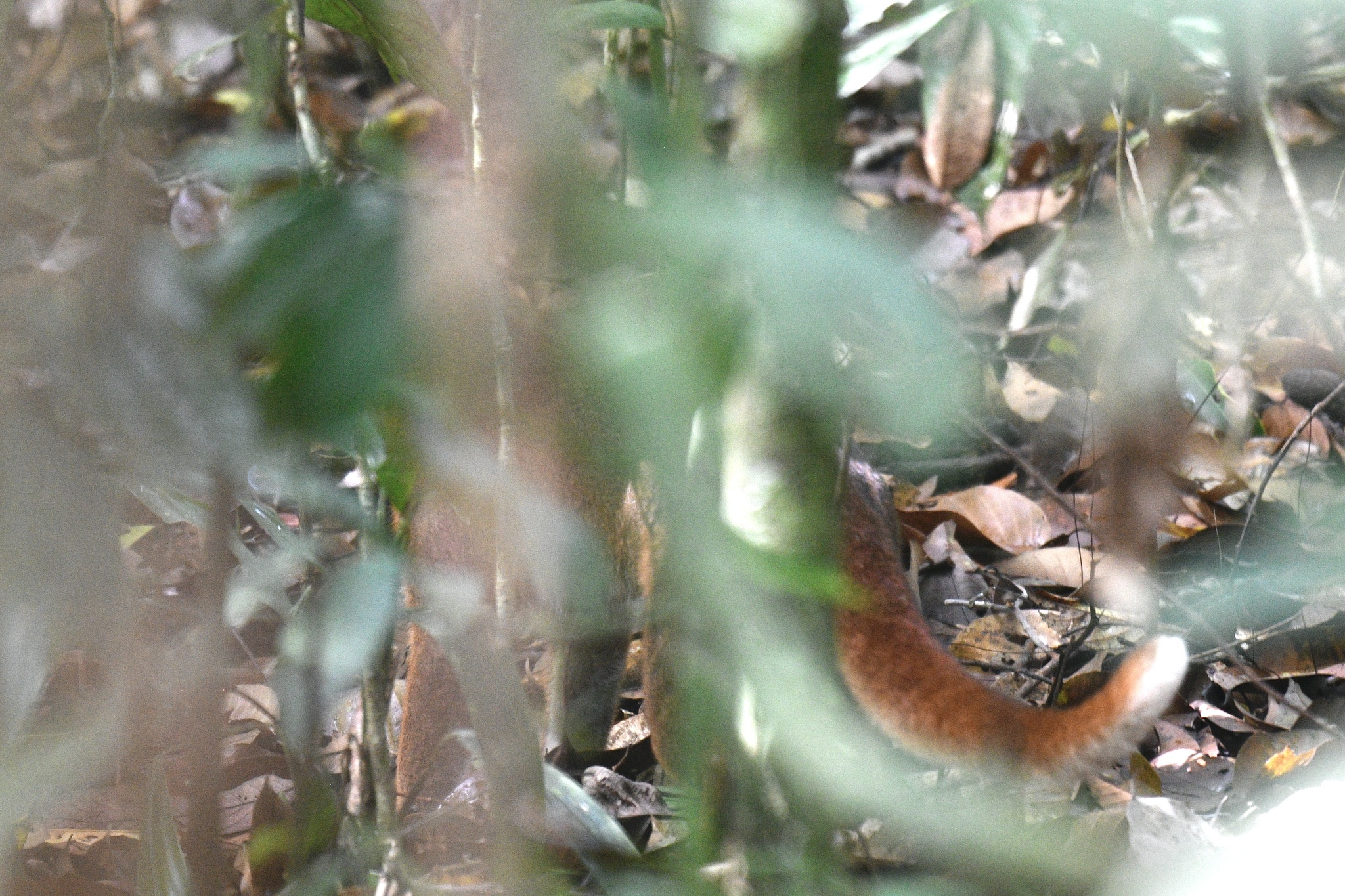 Catopuma badia (Gray, 1874)