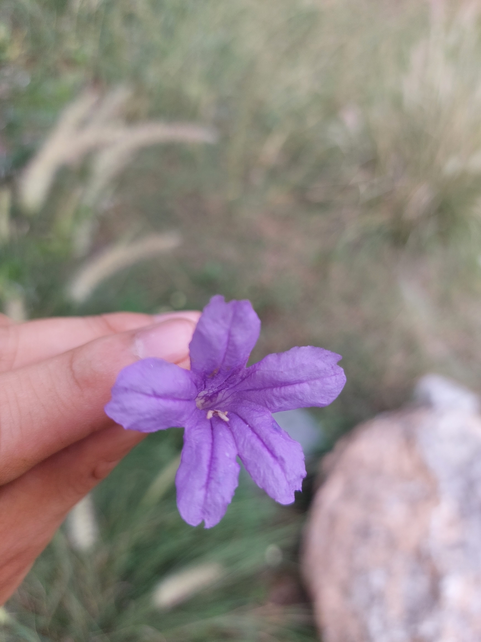 Ruellia occidentalis (A.Gray) Tharp & F.A.Barkley