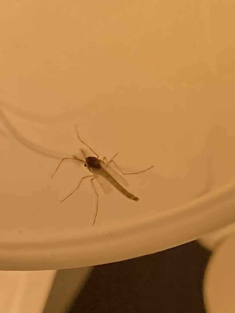 Non-biting Midges from Cleveland National Forest, Campo, CA, US on July ...