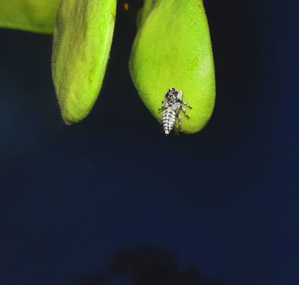 Typical Treehoppers from VQ3H+557, Ayacucho 05001, Perú on July 18 ...