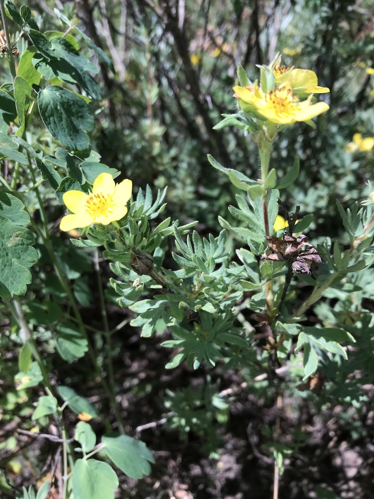 shrubby cinquefoil from Cache County, US-UT, US on July 18, 2018 at 12: ...