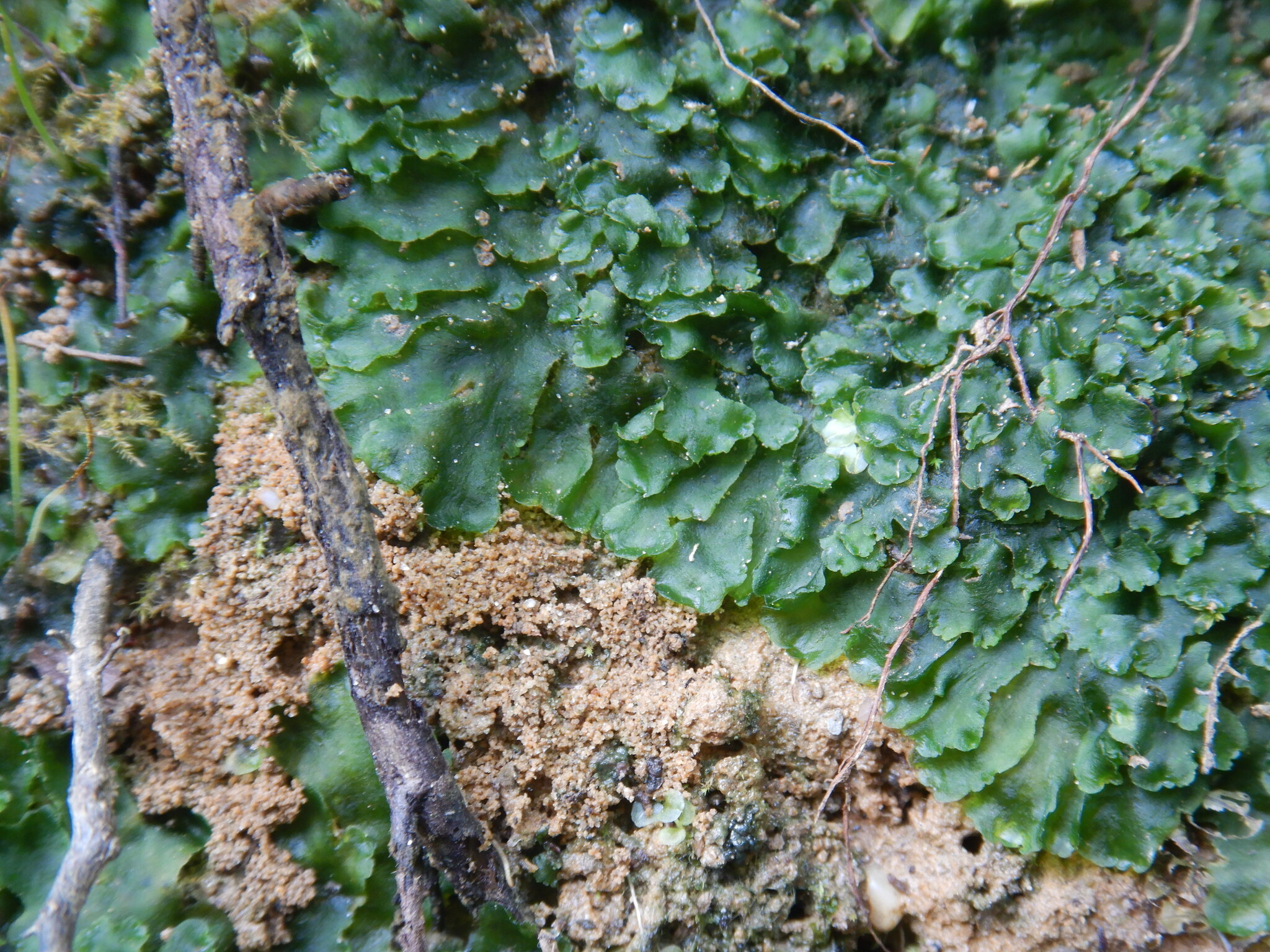Notothyladales