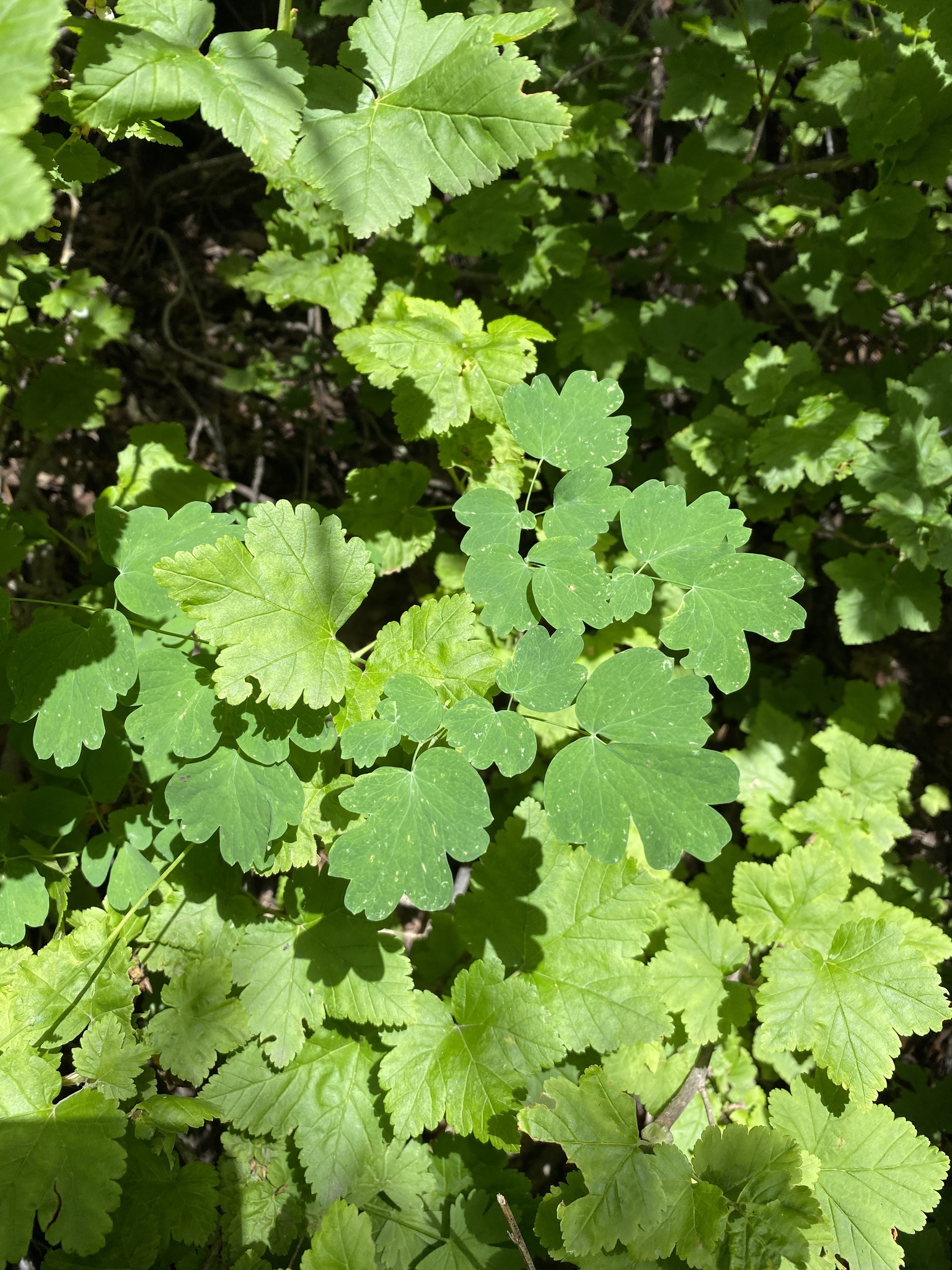 Ribes wolfii Rothr.