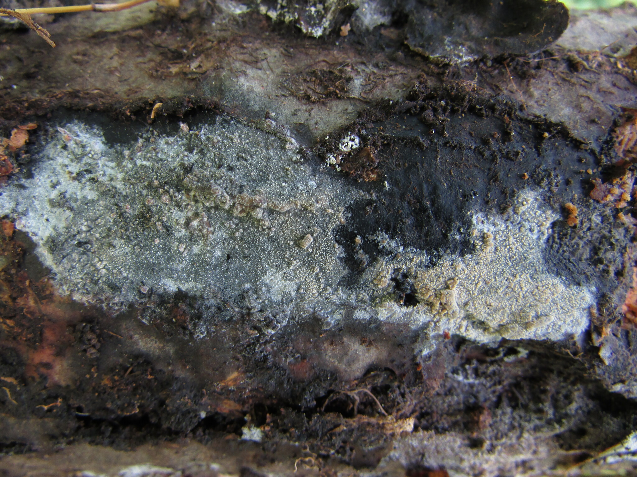 Hyphoderma setigerum (Fr.) Donk