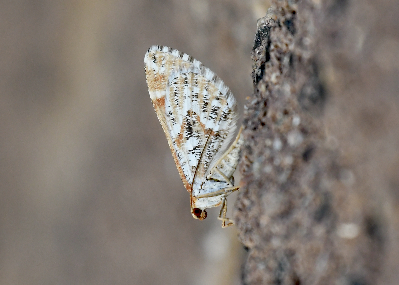 Stamnodes marmorata (Packard, 1871)