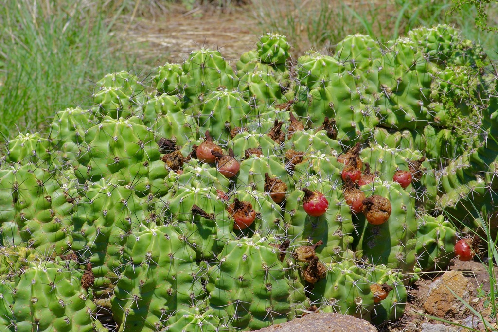 few-spined scarlet hedgehog cactus in July 2022 by Michelle · iNaturalist