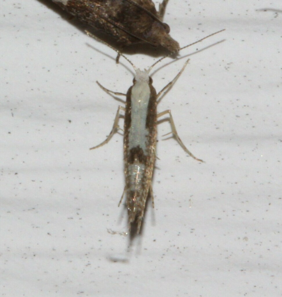 Apple Fruit Moth from Pabos, 17 rue Baie-Bleue Le Rocher-Percé, QC ...