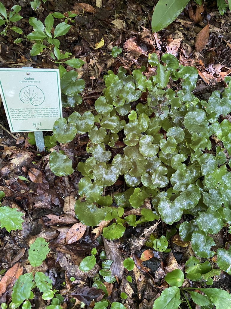 galax from Fie Top Rd, Maggie Valley, NC, US on July 20, 2022 at 09:07 ...