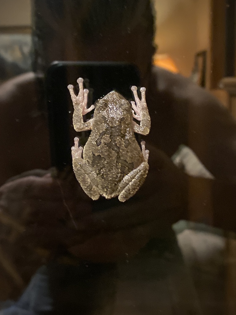 Gray Treefrog Species Complex from Third Ln, Westfield, WI, US on July ...