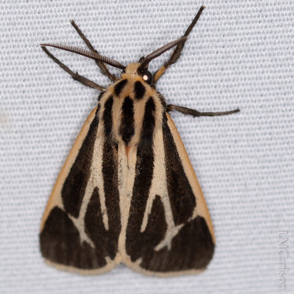 Apantesis from Poplar Neck Rd, Edenton, NC 27932, USA on July 19, 2022 ...