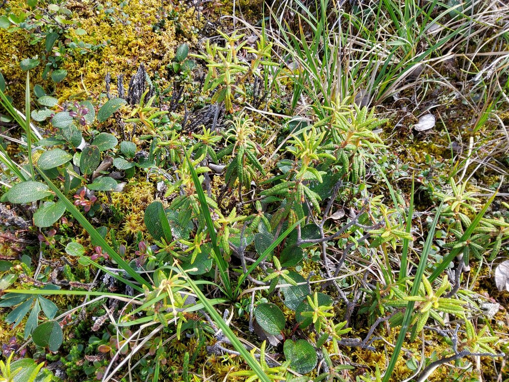 Bog Labrador Tea from Yukon, Yukon, Canada on July 19, 2022 at 01:12 PM ...