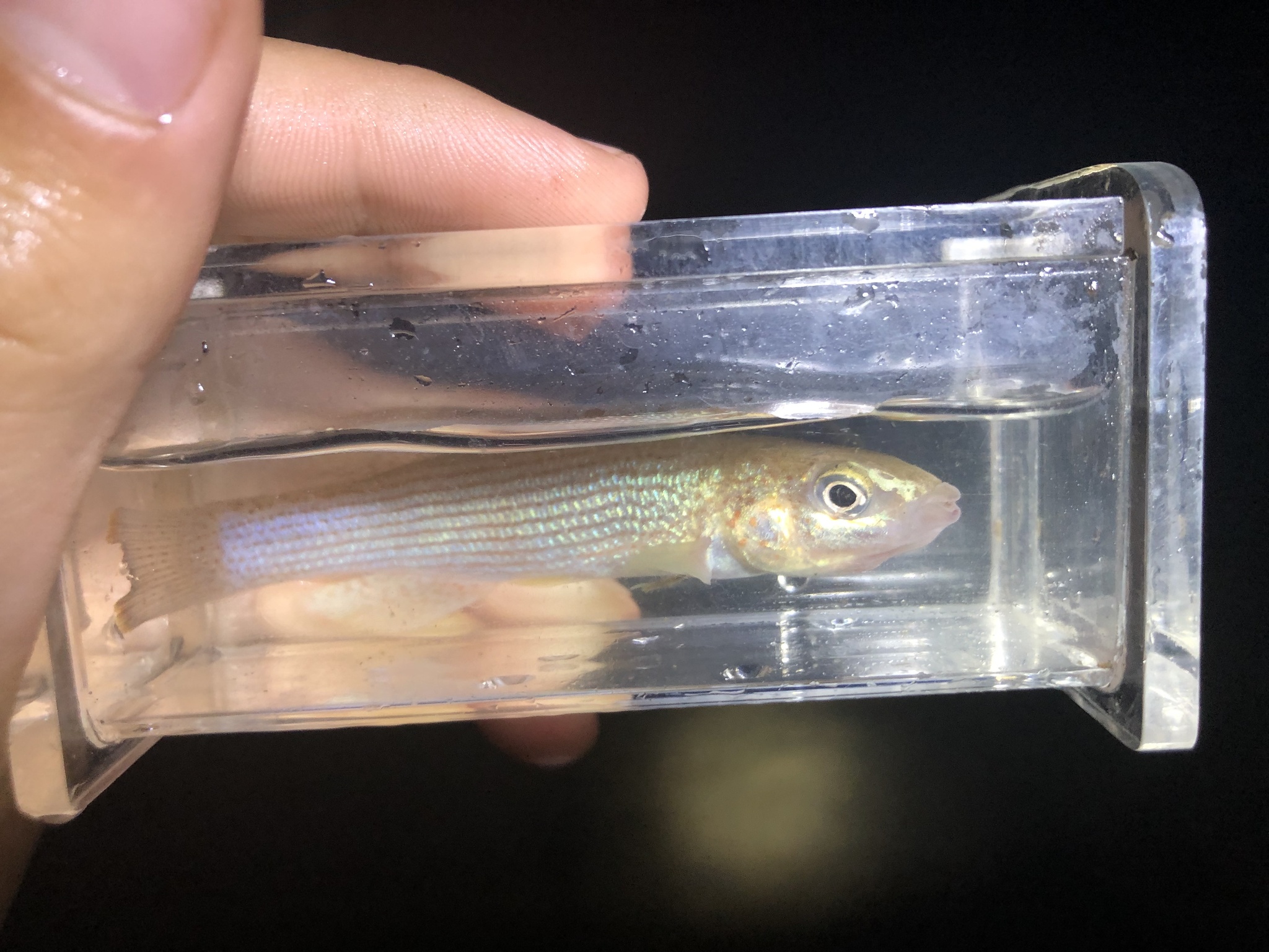 Fundulus catenatus (Storer, 1846)