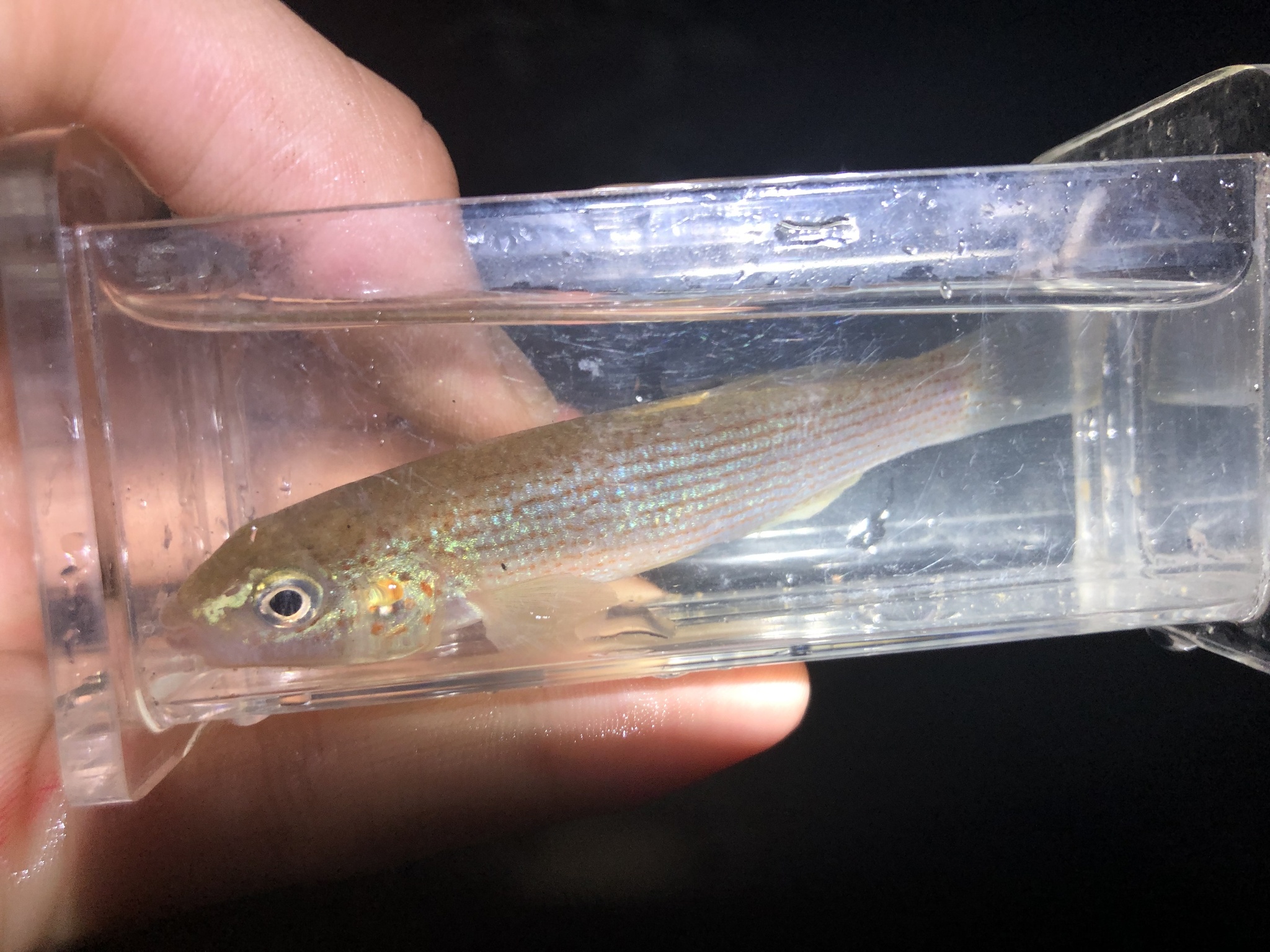 Fundulus catenatus (Storer, 1846)