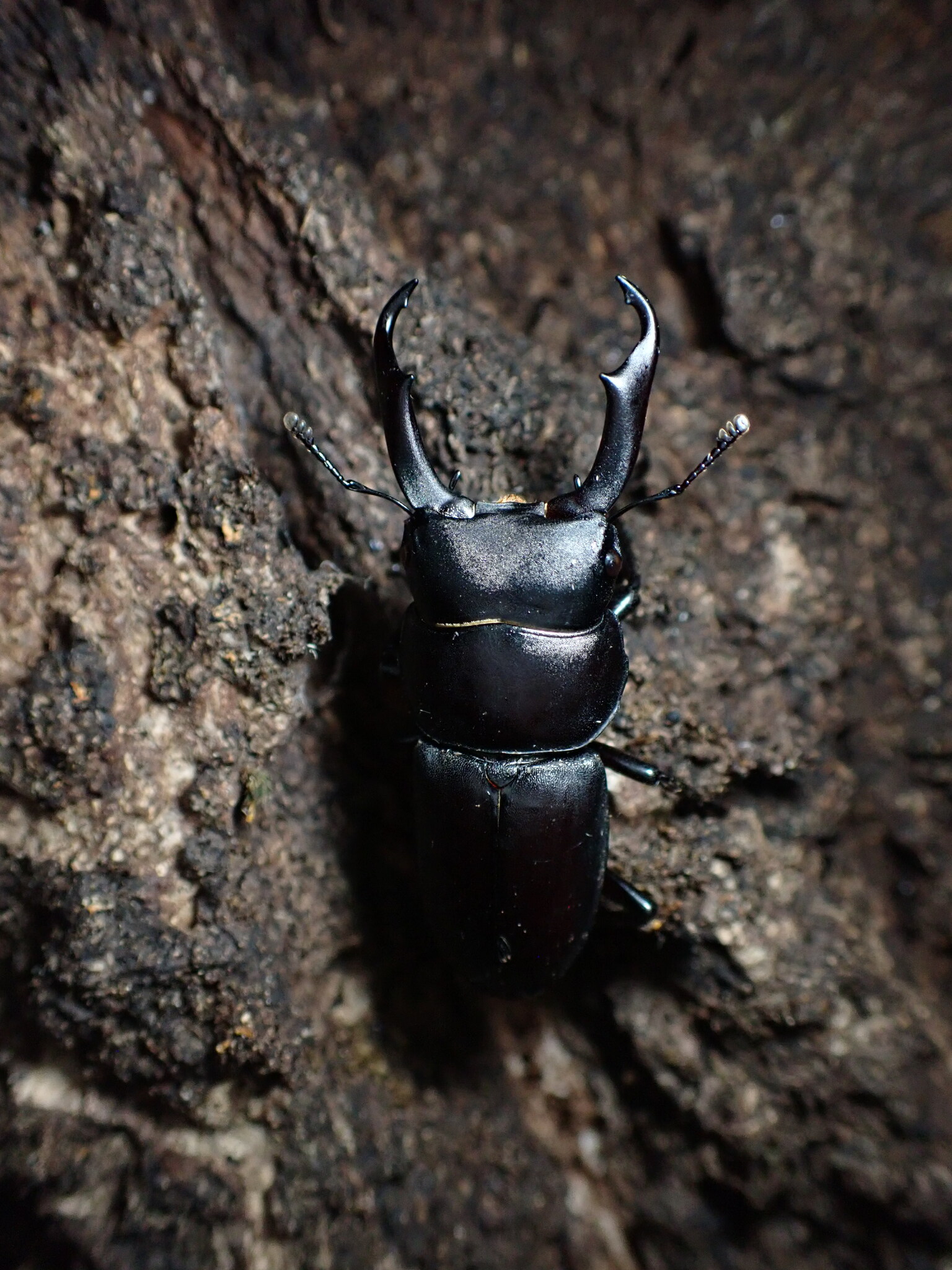 Dorcus rectus rectus