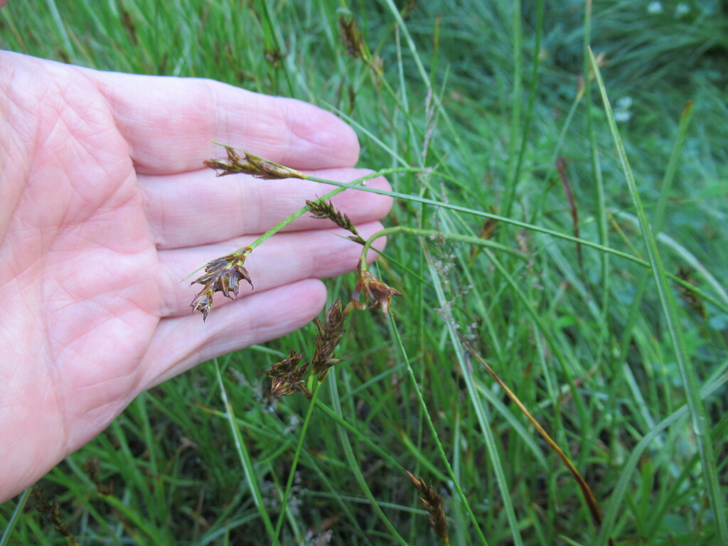 Red Bulrush from Усольский р-н, Иркутская обл., Россия on July 20, 2022 ...