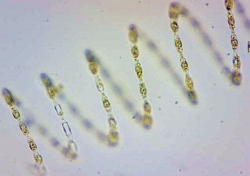 Hemiaulus hauckii · iNaturalist