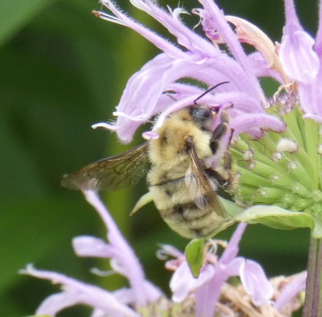Two-spotted Bumble Bee from South Side, Chicago, IL, USA on July 17 ...