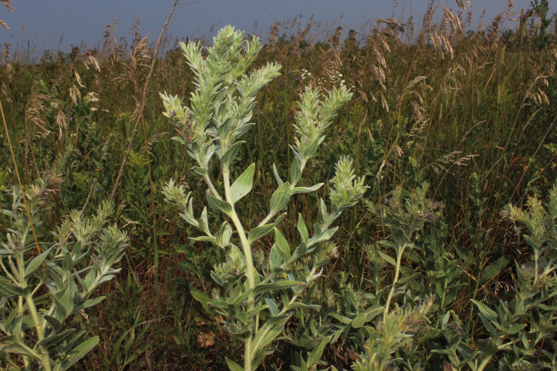 Lithospermum parviflorum Weakley, Witsell & D.Estes