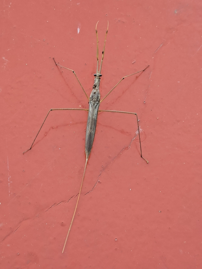 Ranatra chinensis from Geochang-gun, Gyeongsangnam-do, South Korea on ...
