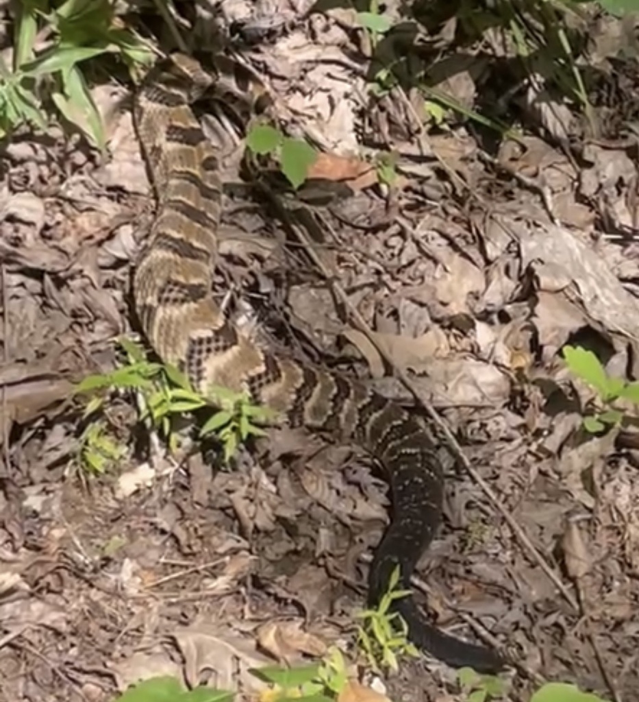 Timber Rattlesnake from Montlake Rd, Mowbray, TN, US on July 20, 2022 ...