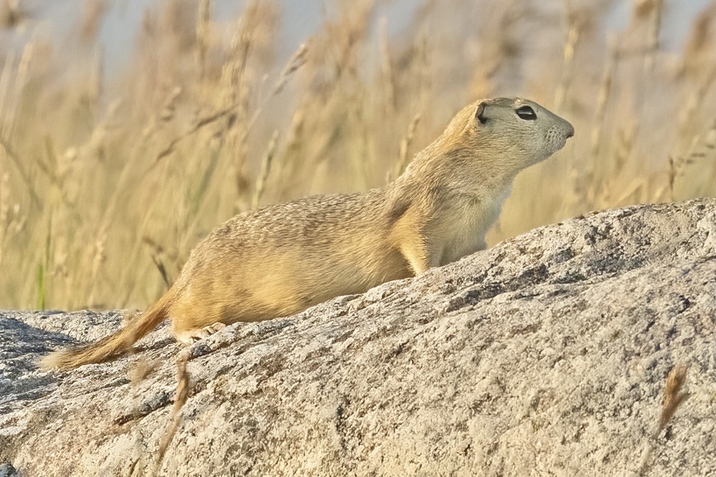 Richardson's Ground Squirrel from 300th St, Montevideo, MN, US on July ...