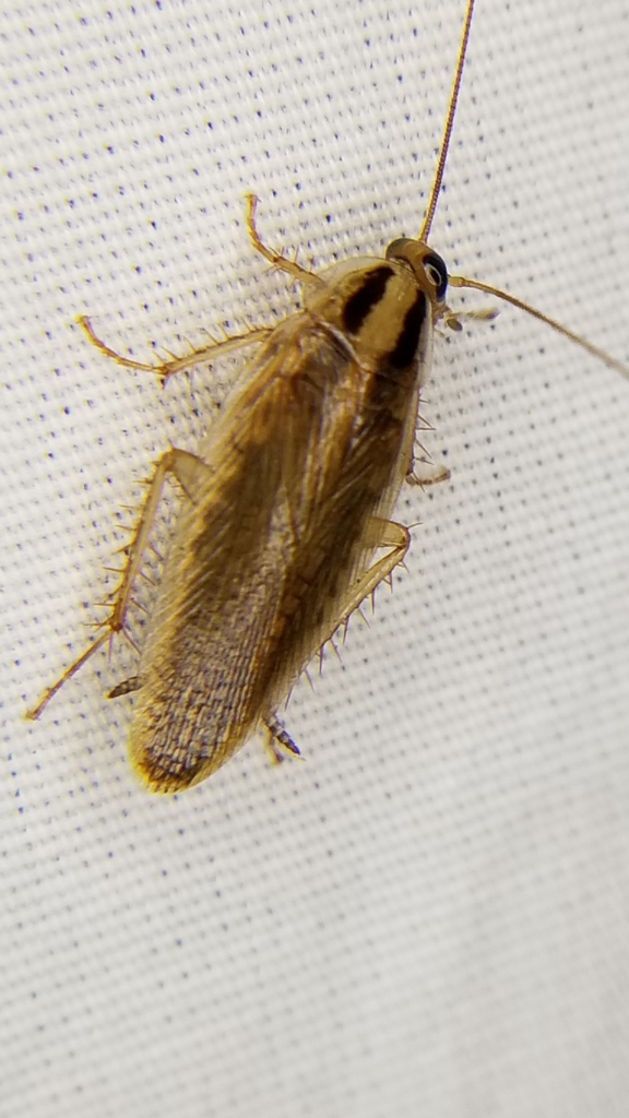 German Cockroach from Bellaire, TX 77401, USA on July 20, 2022 at 08:56 ...