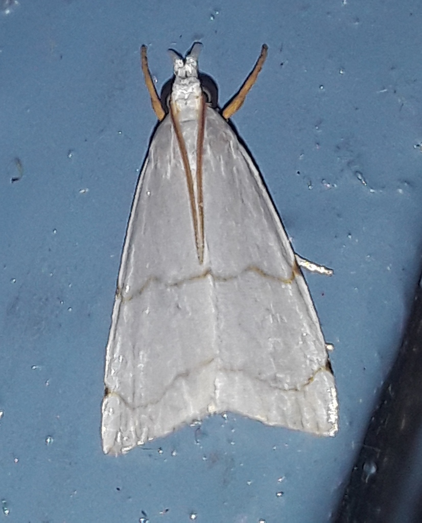 Butterflies and Moths from Kausani, District Almora, Uttarakhand 263639 ...