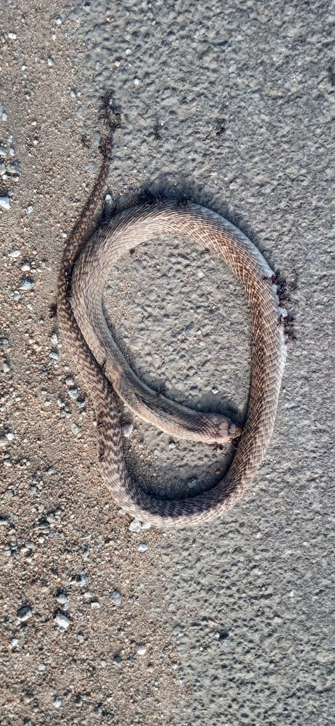 Indian Cobra from 20 pushpa giri, Velan Nagar Park, Udumalaipettai ...